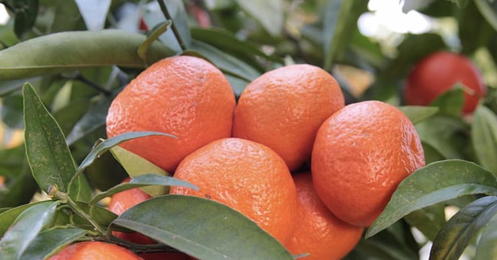 Last citrus cooperative in Nules files for bankruptcy | News | Fruitnet