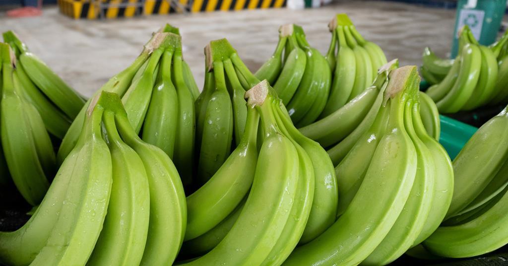 Iran’s Zarrin explores options for Latin American bananas | News | Fruitnet