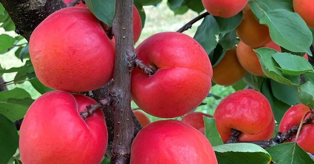 Commercialisation close for NZ-bred apricots | Article | Fruitnet