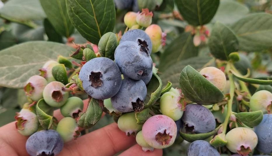 BerryWorld has big plans for Egyptian blueberries | News | Fruitnet