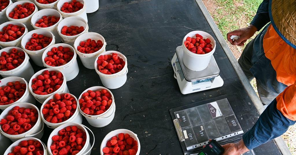 Ag-tech provider urges growers to act on compliance | News | Fruitnet