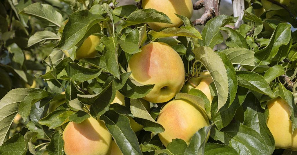 VIP stärkt Position im Bio-Segment auf europäischem Markt nach ...