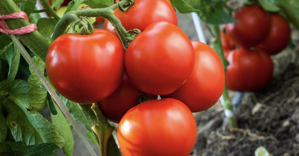 New Bayer tomato varieties offer protection against ToBRFV | News ...