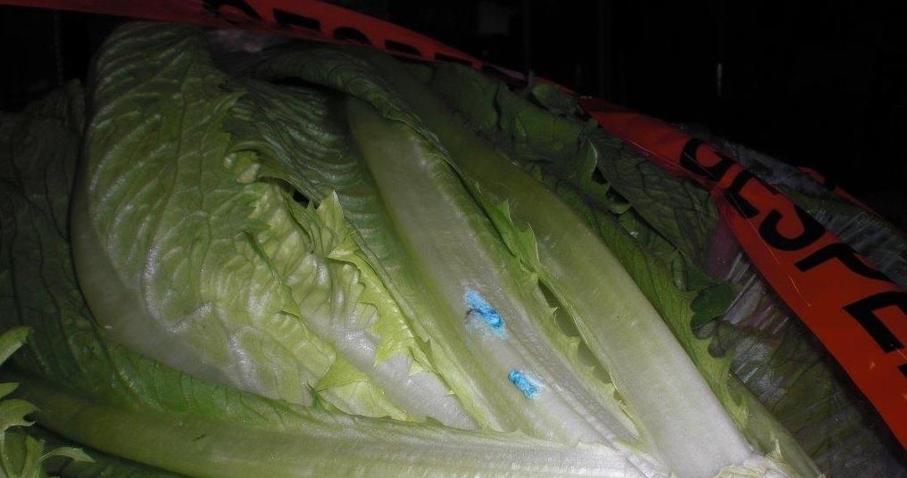 Mouse poison found in Italian lettuce | Article | Fruitnet