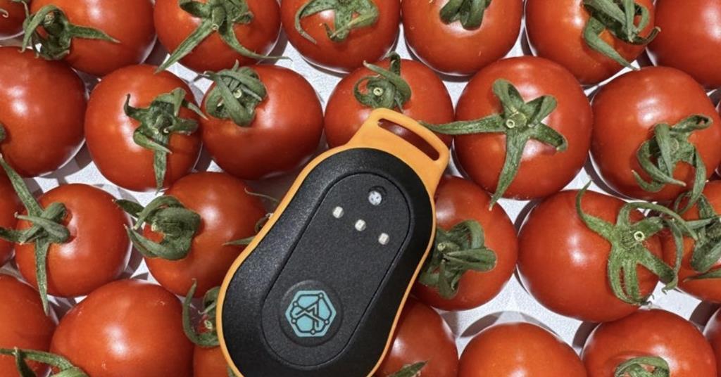 New project aims to improve tomato growing with AI | News | Fruitnet