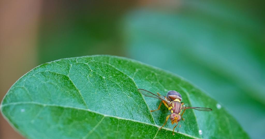 Queensland fruit fly found in Auckland suburb | News | Fruitnet