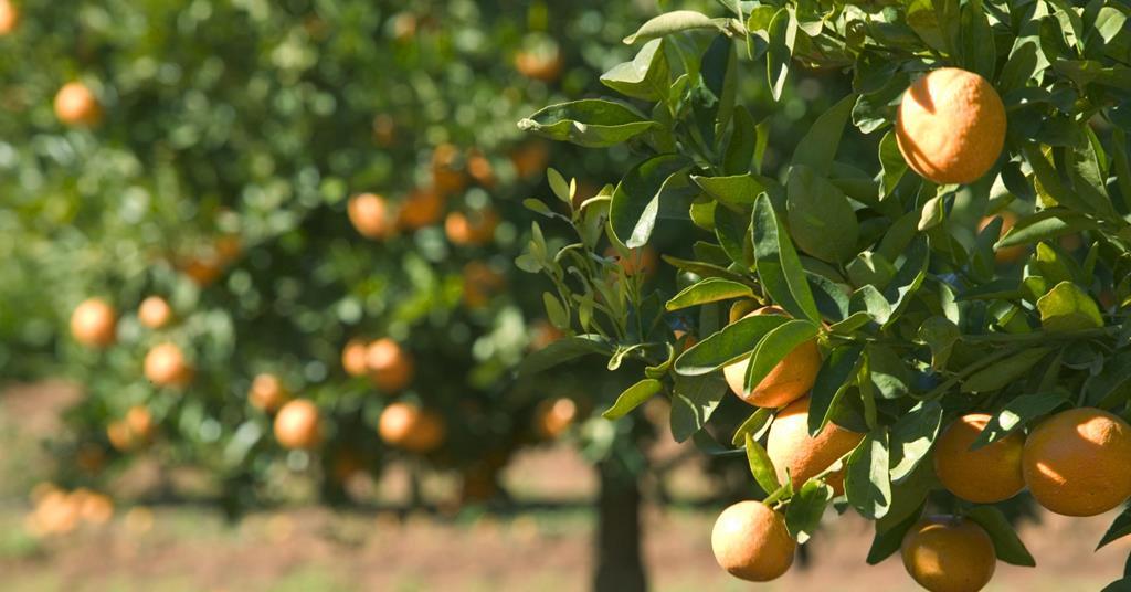 Production growth to power Australian produce | Article | Fruitnet