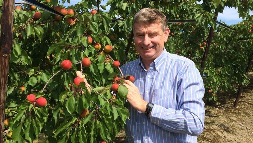 Record UK apricot crop hits shelves | Article | Fruitnet