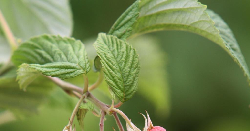 Raspberries enter peak season | Article | Fruitnet