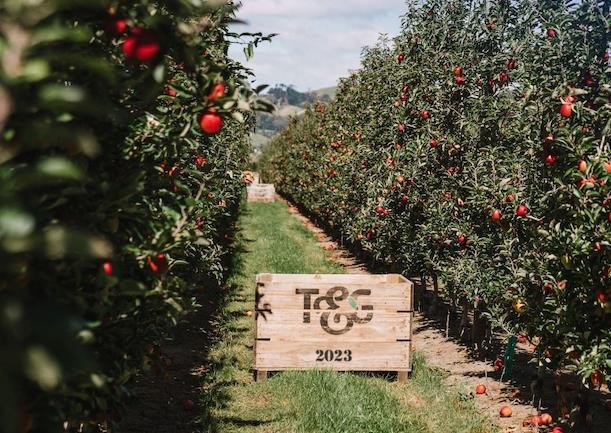 T&G begins apple export campaign | News | Fruitnet