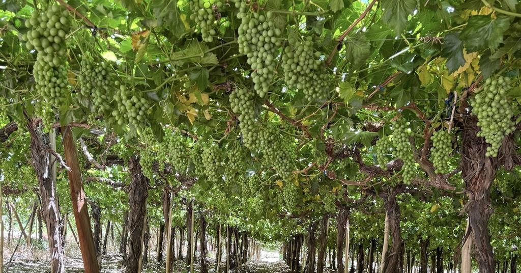 Chile to ship 7mn cartons of grapes to US under systems approach | News | Fruitnet