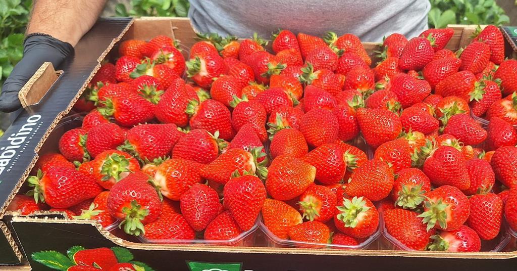 Greek strawberry producers make sustainability a priority | News | Fruitnet