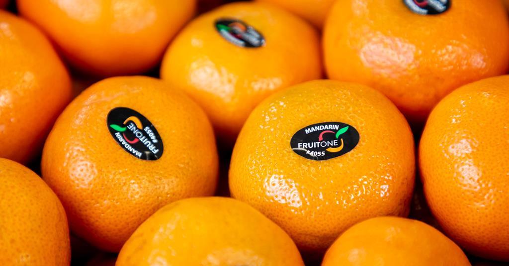 Tango leads FruitOne’s export charge | Article | Fruitnet
