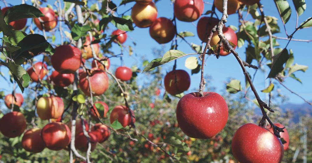 Chilean apple exports set to grow slightly in 2025 | News | Fruitnet