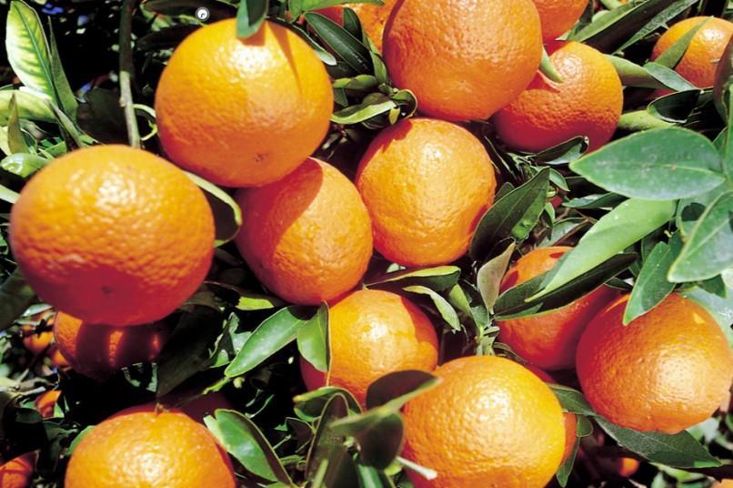 Pico shows Indian ambition | Article | Fruitnet