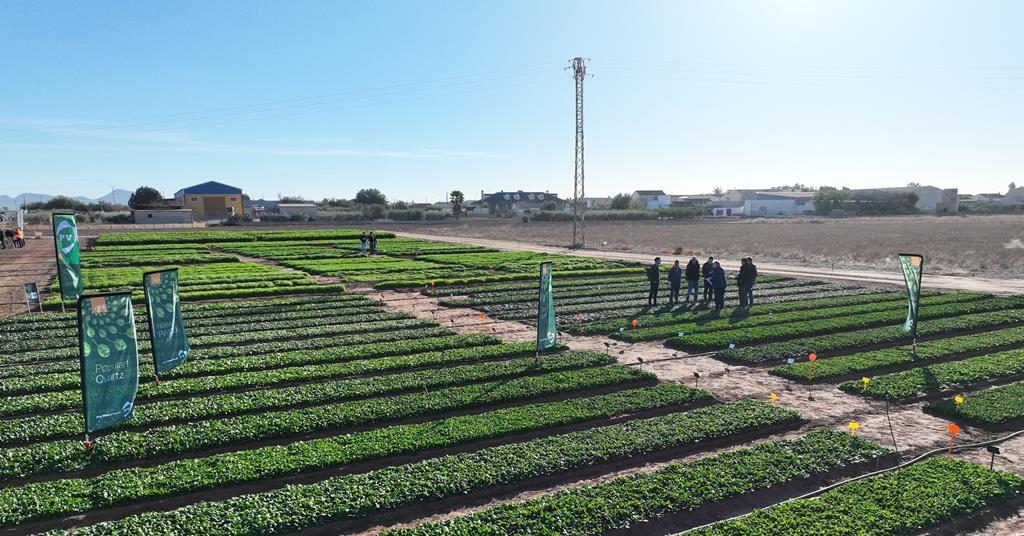 Pop Vriend Seeds showcases baby leaf innovation | News | Fruitnet