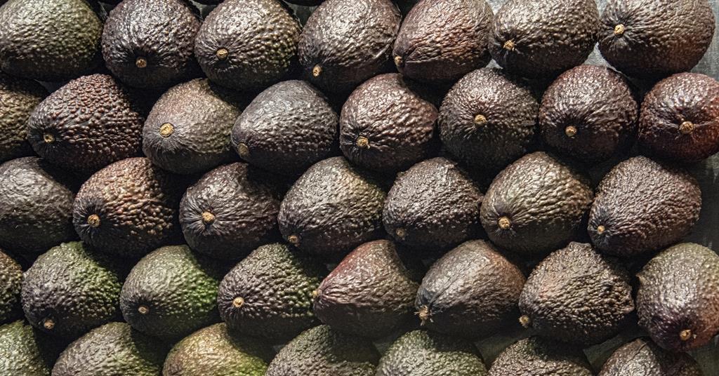 Mexican avocado exports to US projected at record 2.5bn pounds in 2025/ ...