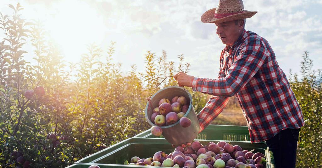 ‘End of an era’ as Capespan farms return to growers | News | Fruitnet