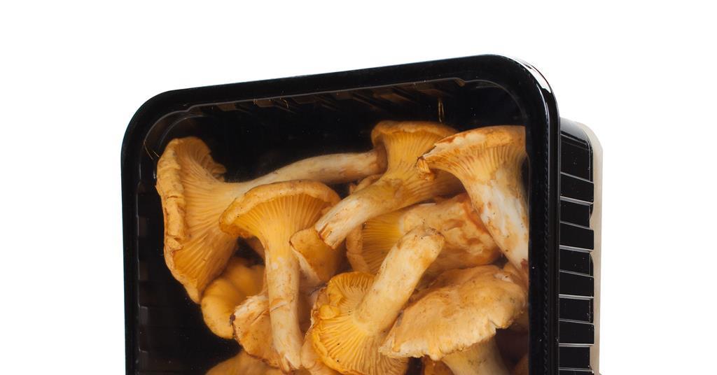 Banken Champignons: Die Pfifferlingsaison beginnt wieder | Fruitnet