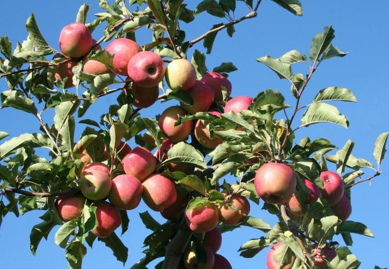 Pink Lady continues growth | Article | Fruitnet