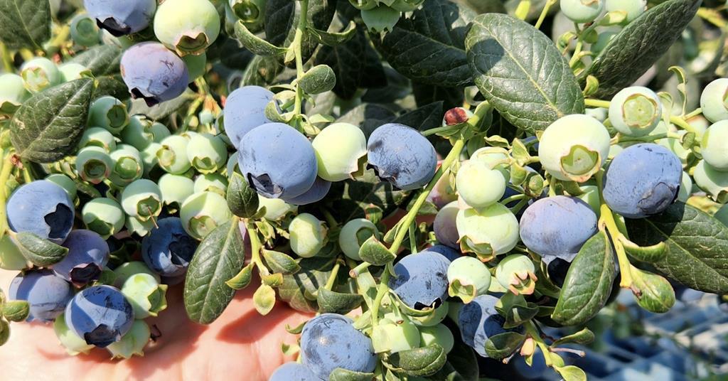 New variety boosts South Africa’s early season blueberry business ...