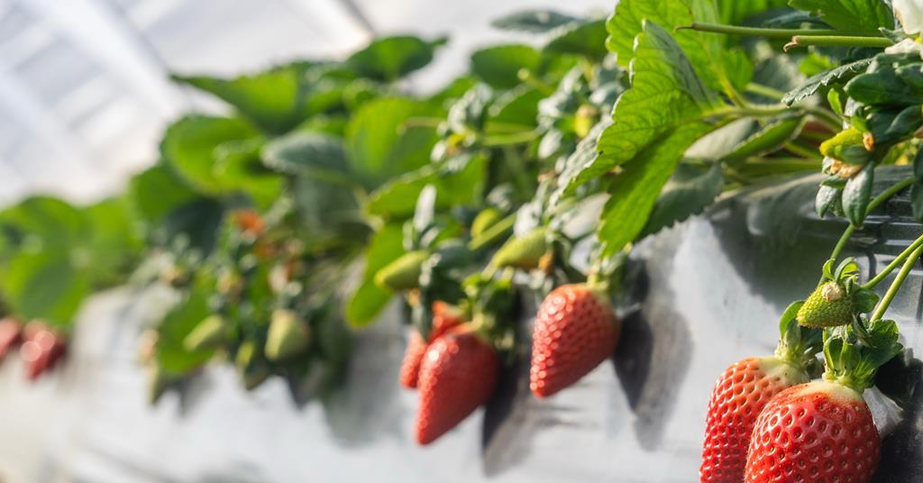 Fresh Forward celebrates exceptional growth of Bachata strawberry ...