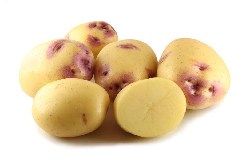 Australian group launches new potato | Article | Fruitnet