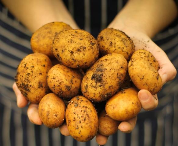 M&S launches new potato variety | Article | Fruitnet