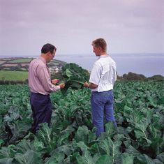 Cornish cornucopia | Article | Fruitnet