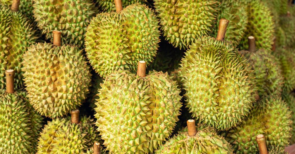 Vietnam’s fruit and vegetable exports could hit US$10bn in 2026 | News ...
