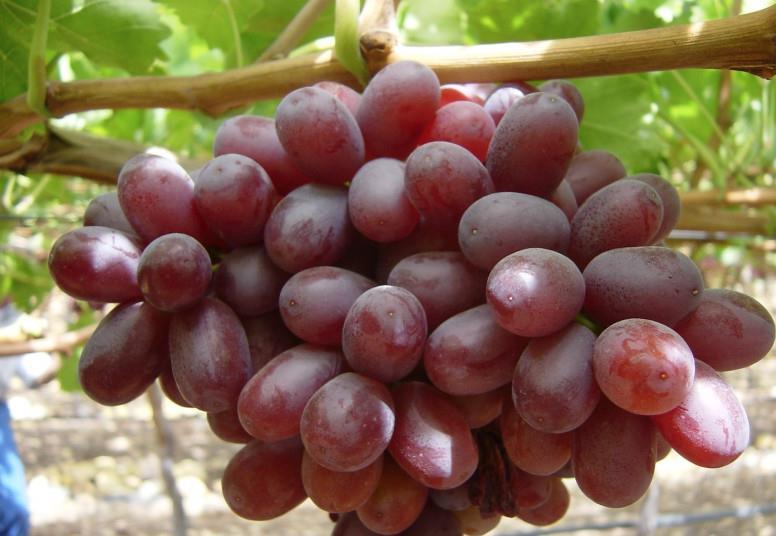 South African grapes exceed expectations | Article | Fruitnet