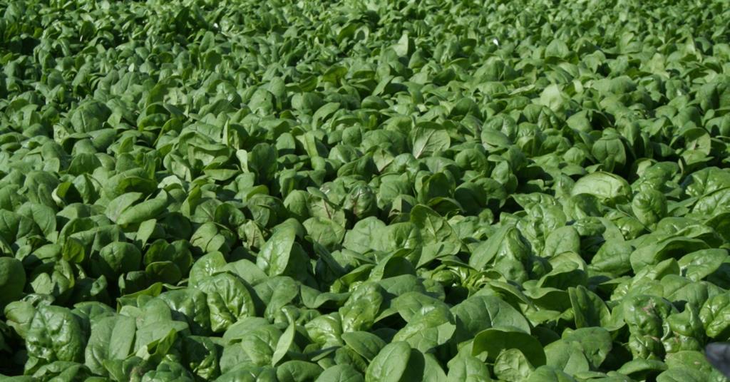 Tozer and KWS Vegetables strengthen UK distribution agreement | News ...