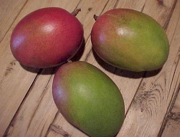 Mexican mangoes enjoy better season | Article | Fruitnet