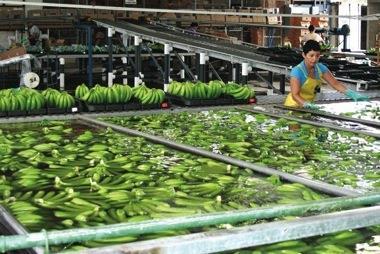 Costa Rican bananas to go carbon neutral | Article | Fruitnet