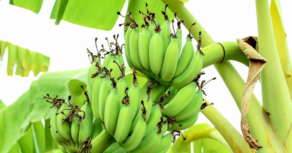 Export potential for Philippine saba | Article | Fruitnet