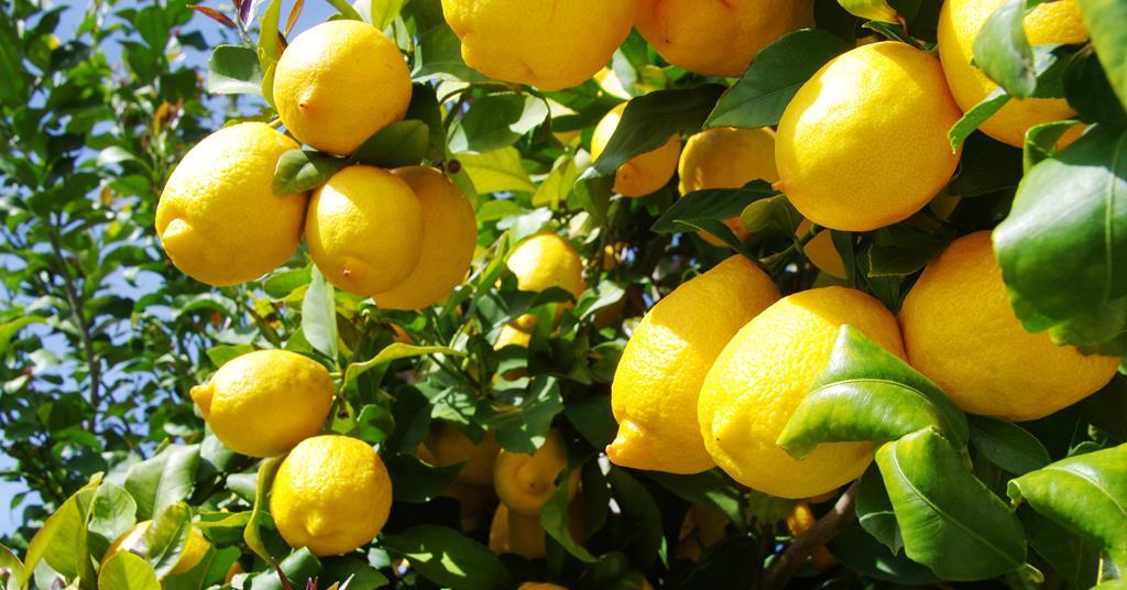 Turkish citrus volumes expected to be down | News | Fruitnet