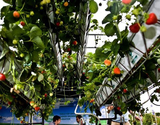 Fruit back in focus at July event | Article | Fruitnet