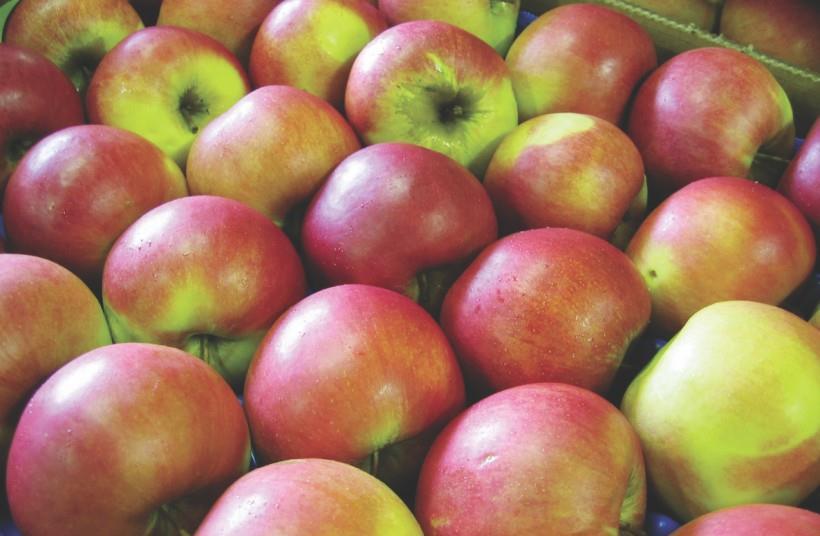 Polish apple volumes take a hit | Article | Fruitnet