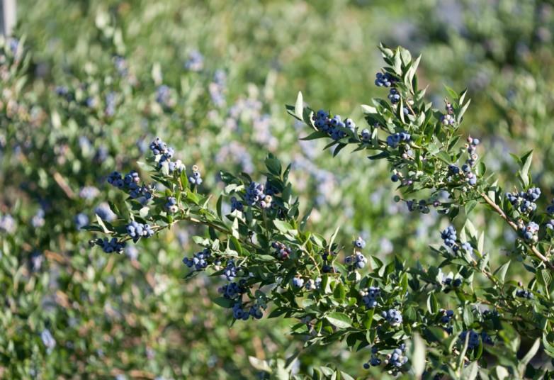 US blueberry demand on the rise | Article | Fruitnet