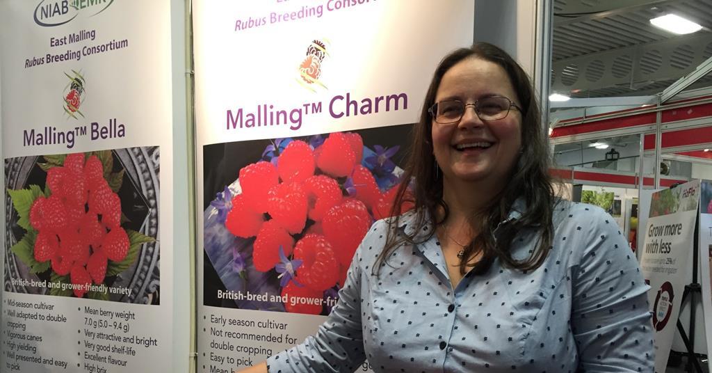 Raspberry breeding consortium launches first two varieties | Article ...