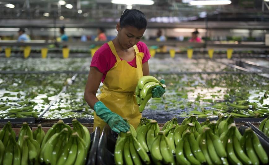 Banana sector embracing sustainability | Article | Fruitnet