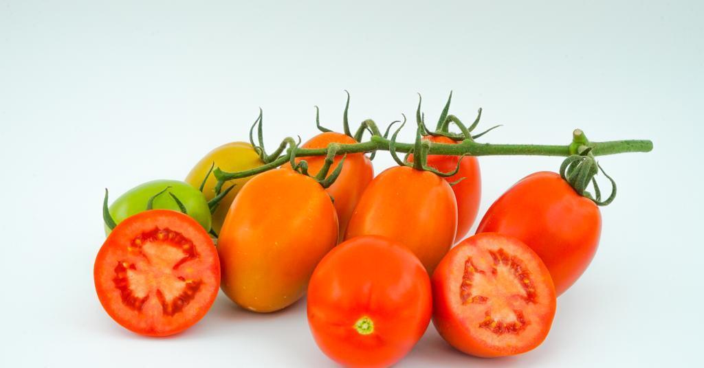 BASF fast-tracks rugose-resistant tomatoes | Article | Fruitnet