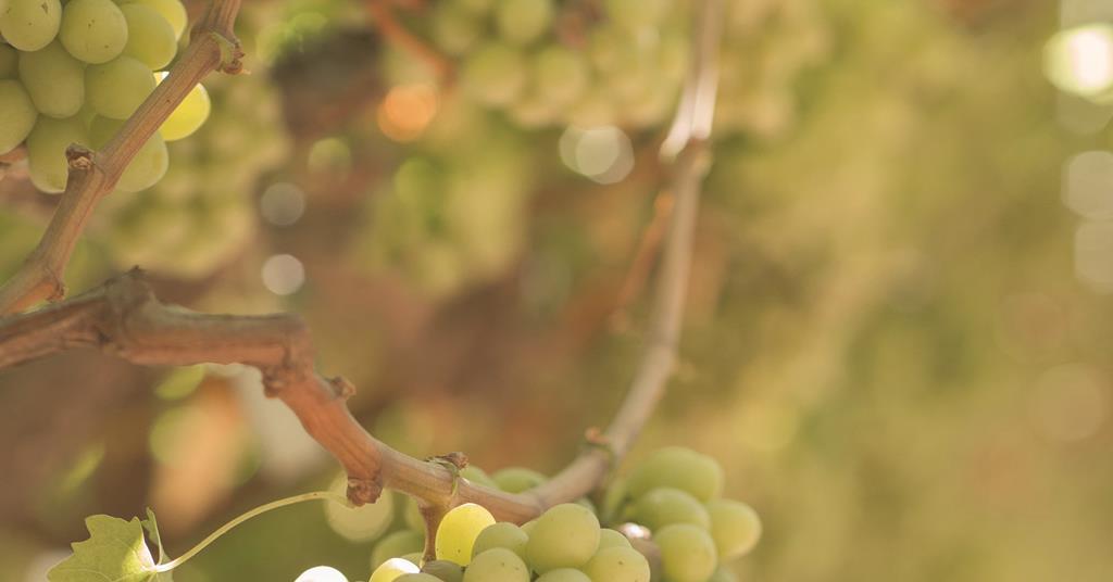 Comment: The rise and shine of IP protected fruits in China | Comment ...