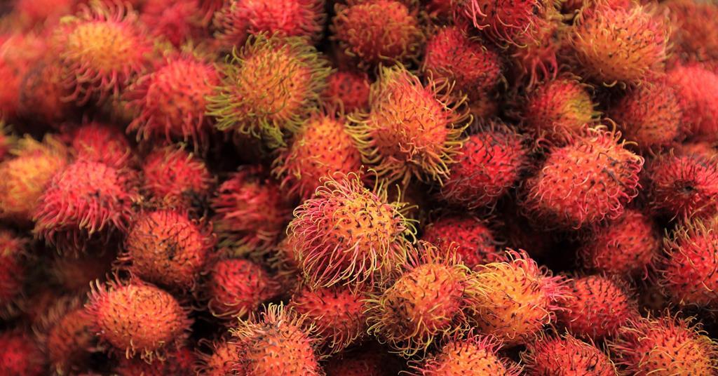 Vietnamese rambutan makes NZ debut | Article | Fruitnet