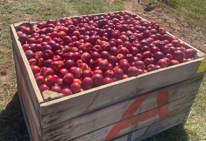 N&A Group introduces new apple varieties | News | Fruitnet