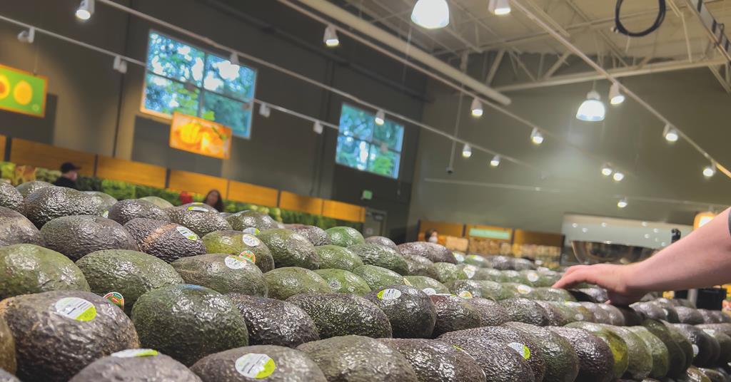 Small avos drive US 2024 summer sales to four-year high | News | Fruitnet