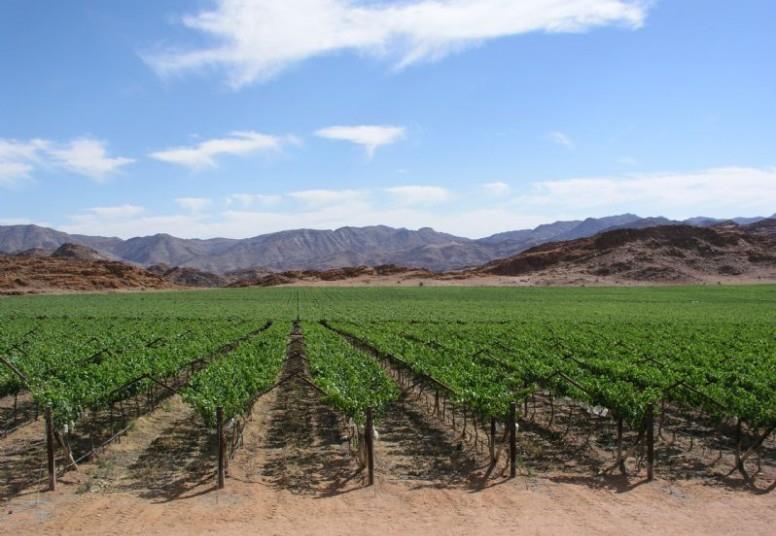 A tale of two sides of the Orange River | Article | Fruitnet