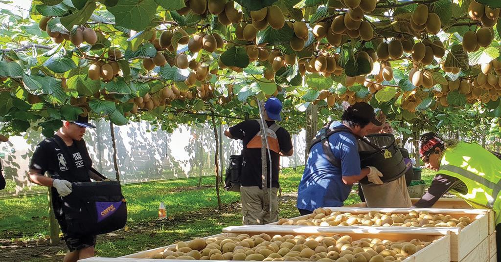 More kiwifruit expected from north-east New Zealand | News | Fruitnet