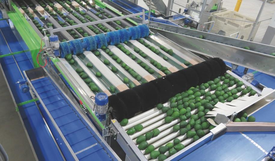 Record avo consumption in US | Article | Fruitnet
