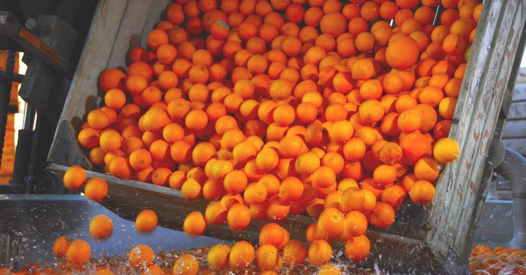 Uruguay citrus exports buck trend | Article | Fruitnet